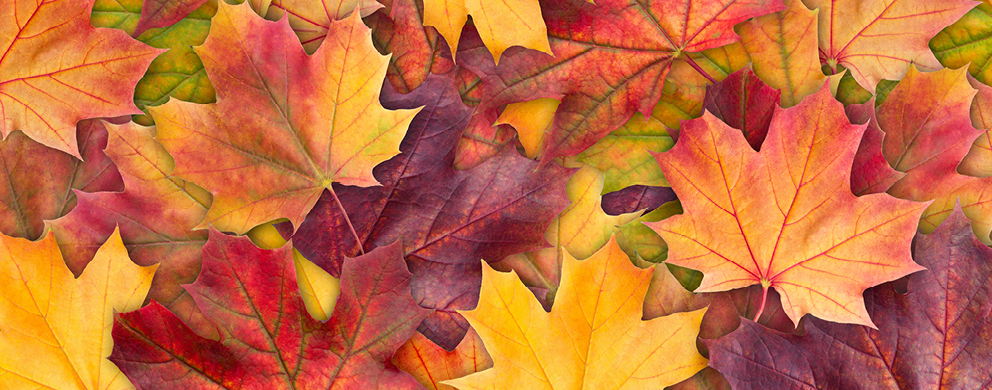 Home | Ela Area Public Library